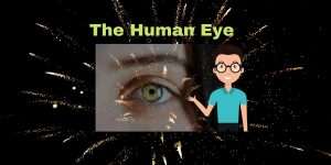 The Human Eye - Structure and Function