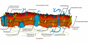 What is a cell in biology: Structure and their Function