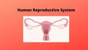 Human Reproductive System: Diagram, Facts & Function