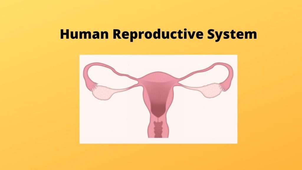 Human Reproductive System Diagram Facts Function