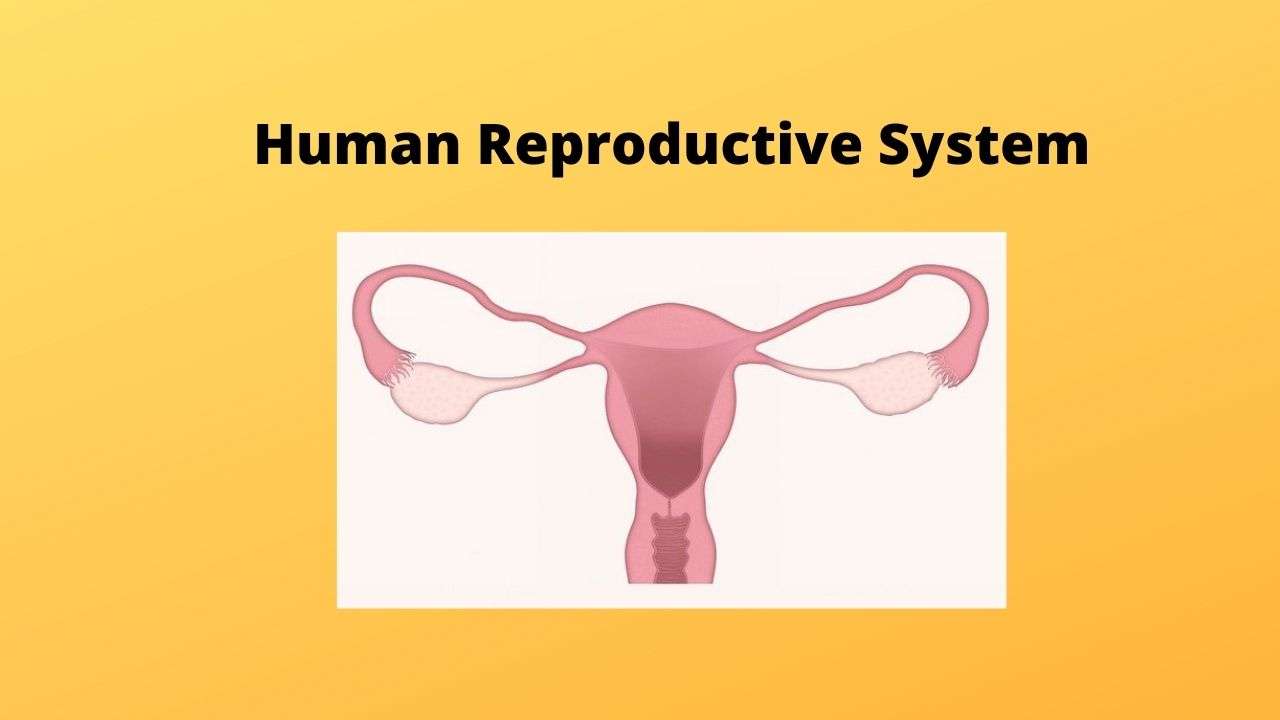 Human Reproductive System Diagram Facts Function Human Reproductive System Diagram Facts Function