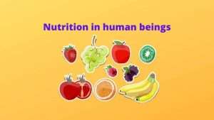 7 Essential Nutrition in human beings and their function